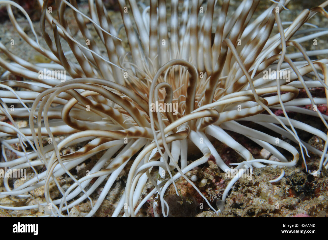 Tube anemone with expanded tentacles, Puerto Galera, Philippines Stock ...