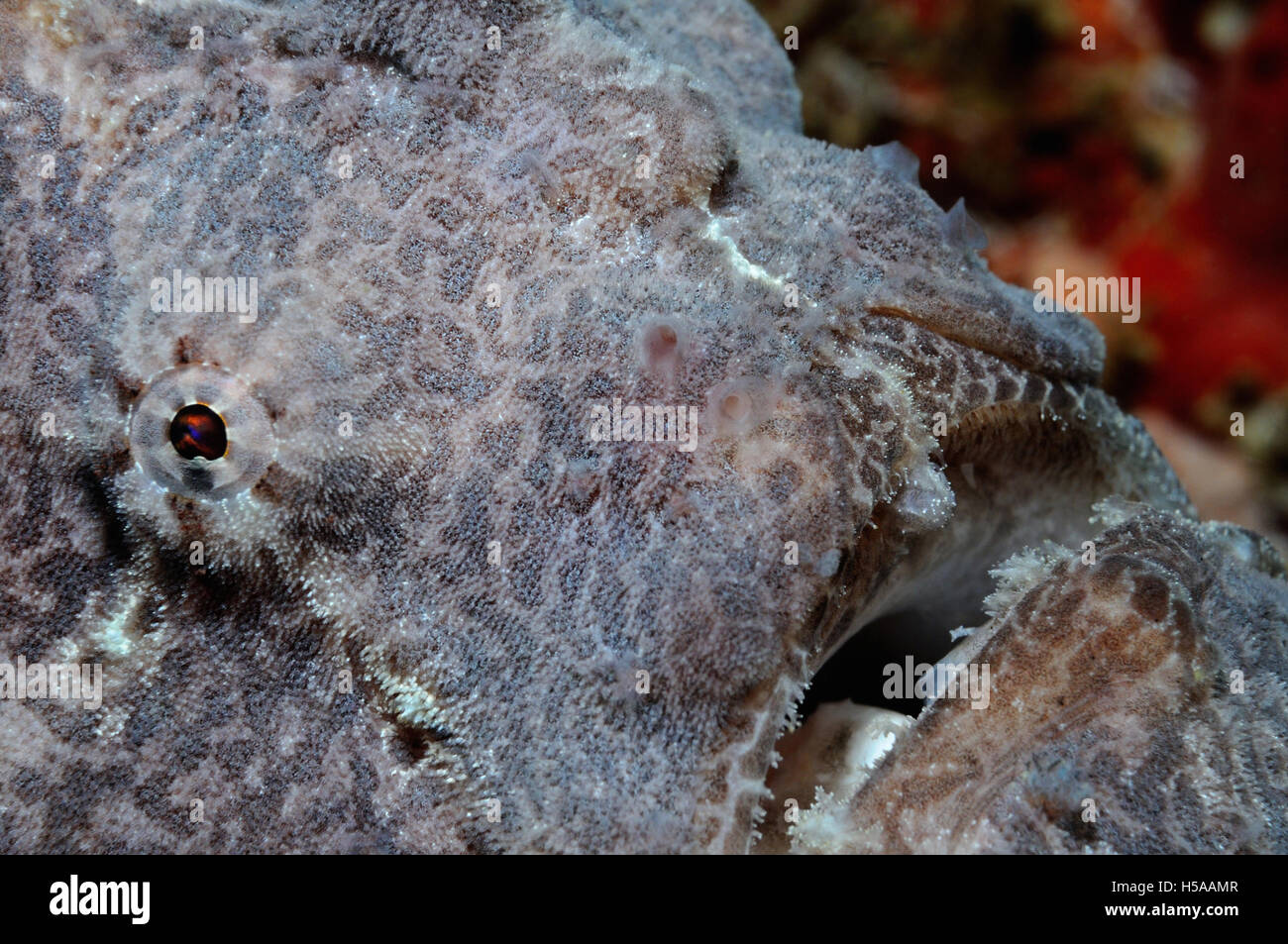 Half-face portrait of Grey giant frogfish, Puerto Galera, Philippines ...