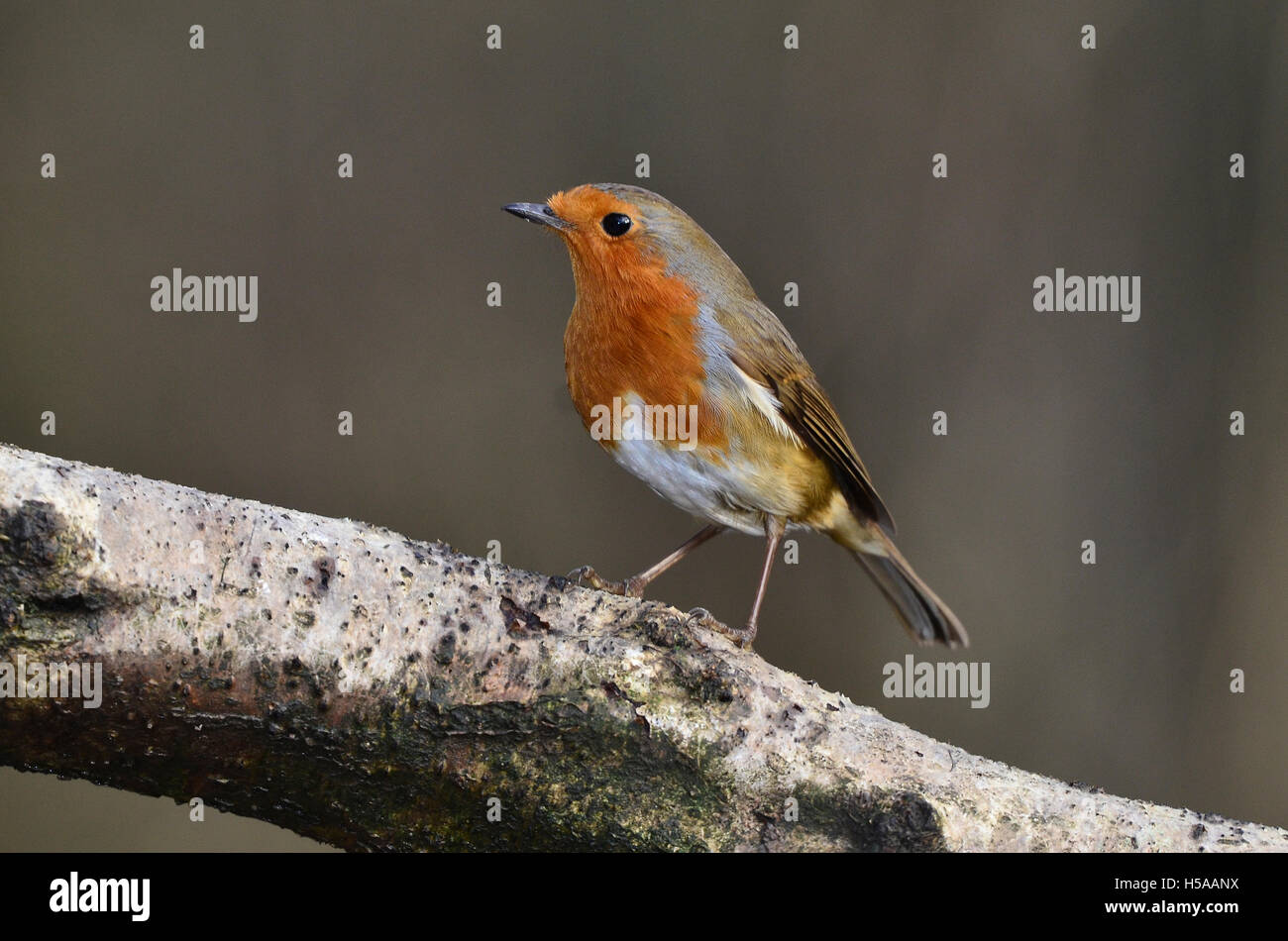 Robin friendly hi-res stock photography and images - Alamy