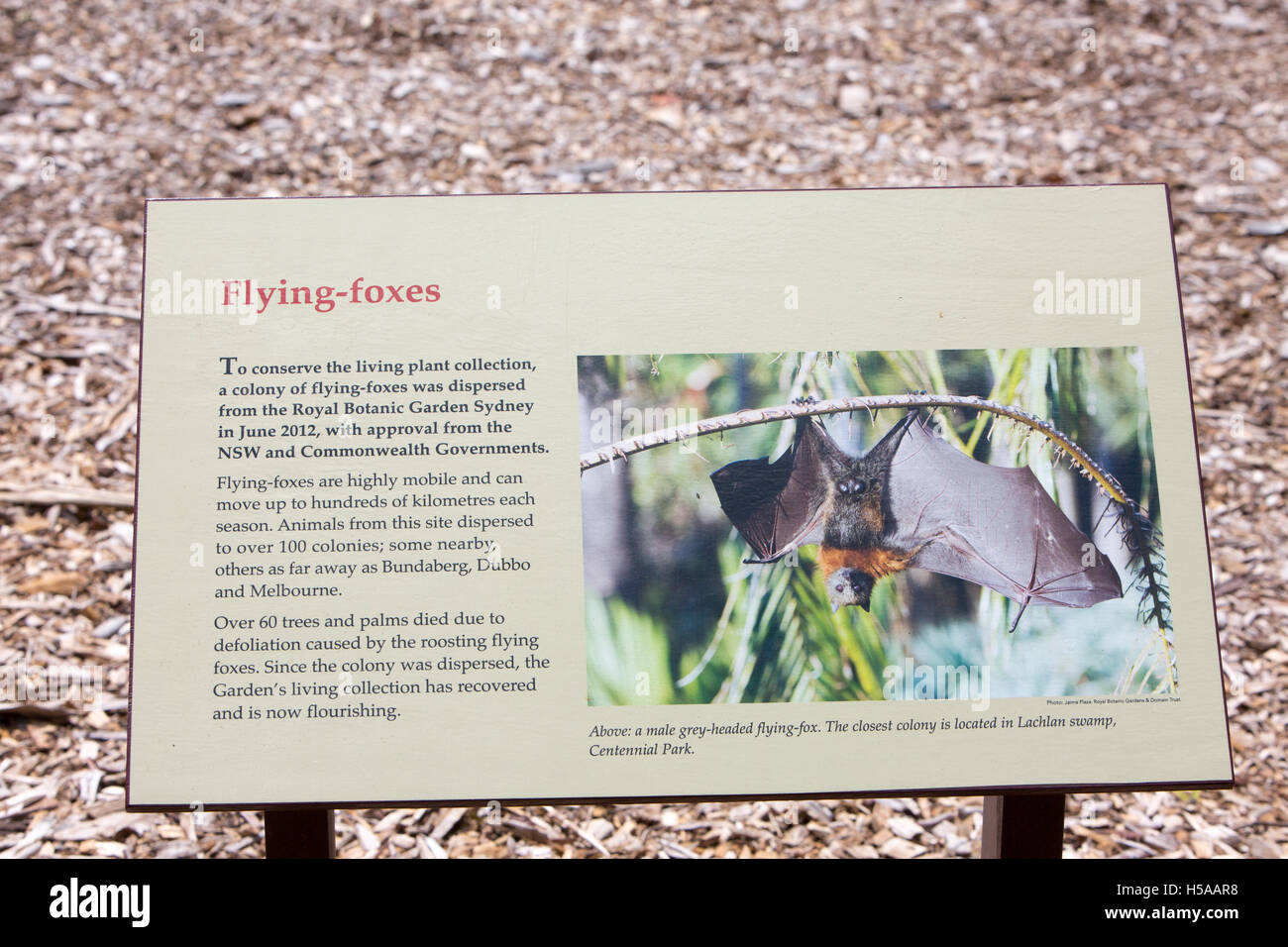 Visitor information about moving on the flying foxes in Sydney Royal ...