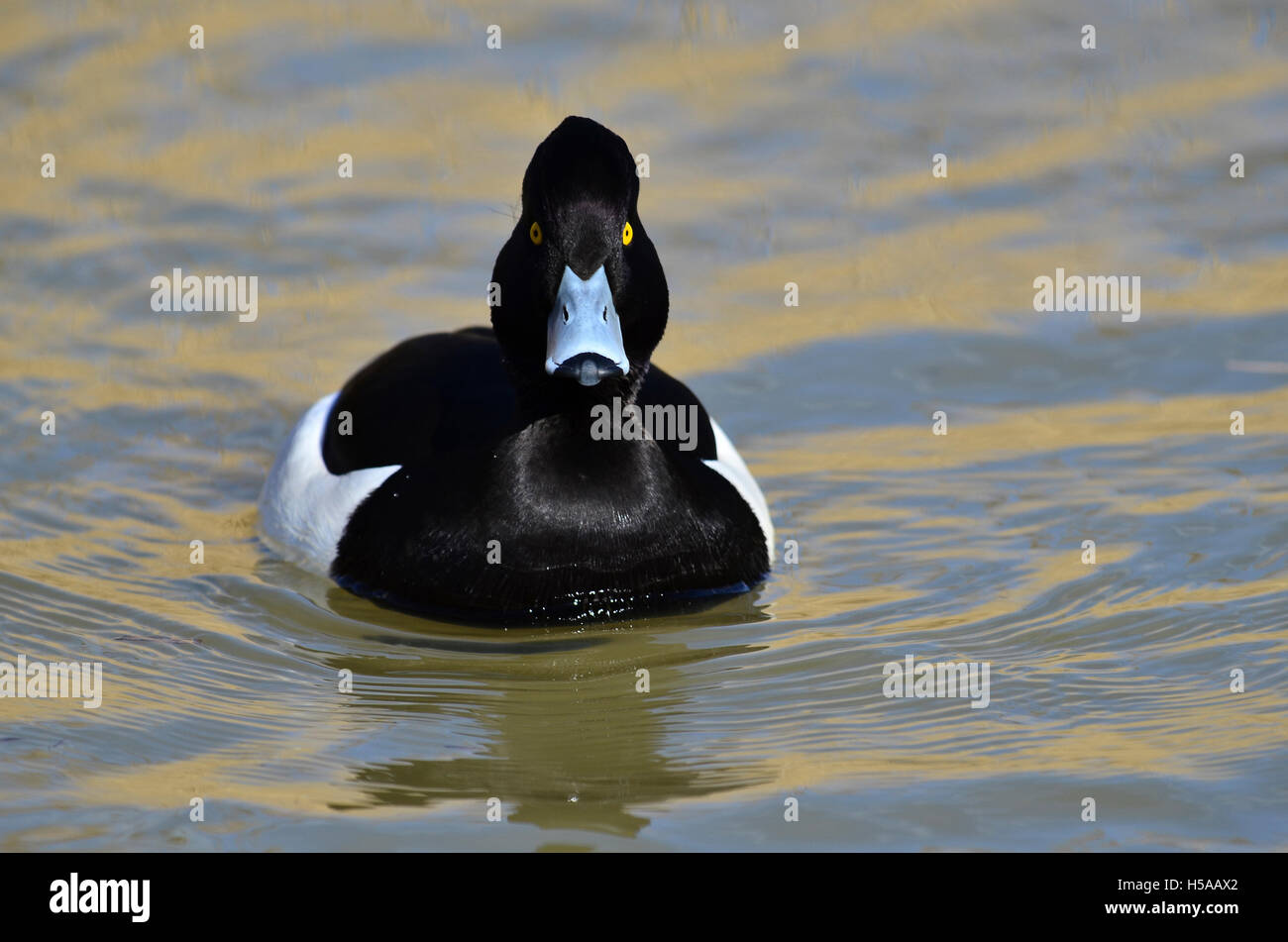 A male, drake tufted duck floating on the lake UK Stock Photo - Alamy