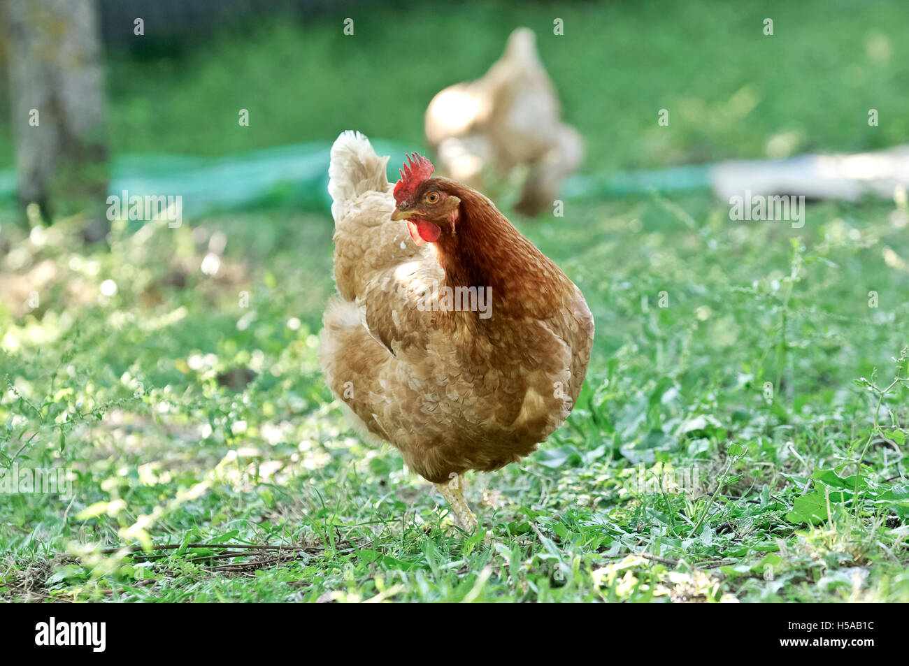 Hens On Grassy Field Stock Photo - Alamy
