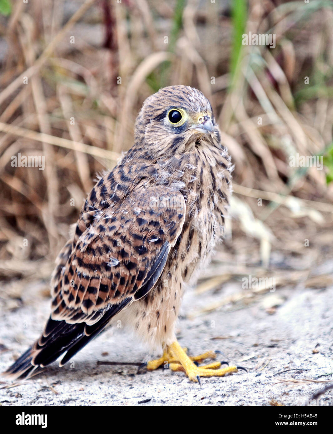 Hawk in field hi-res stock photography and images - Alamy
