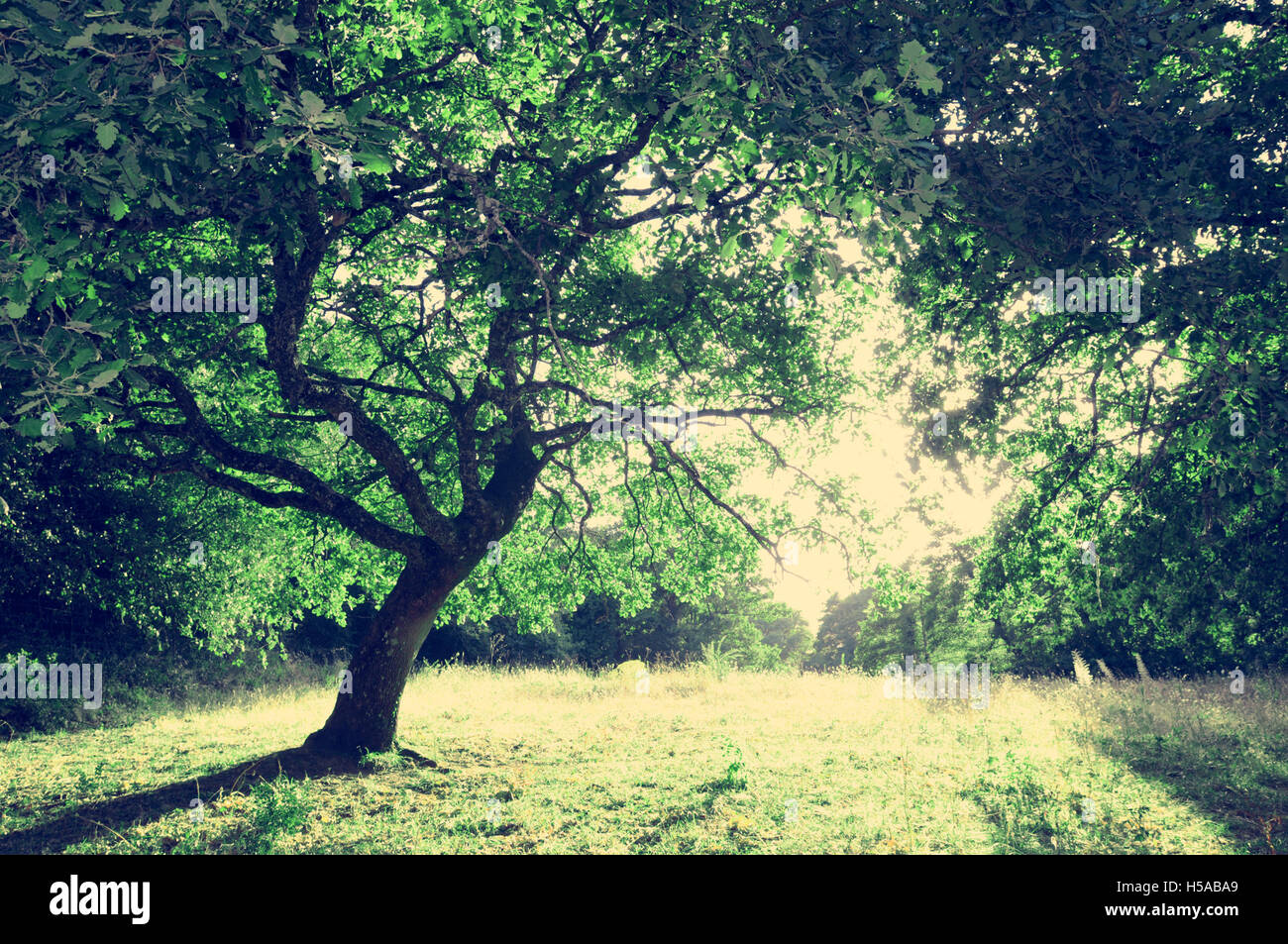 Solitary tree in golden sunset with copy space Stock Photo - Alamy