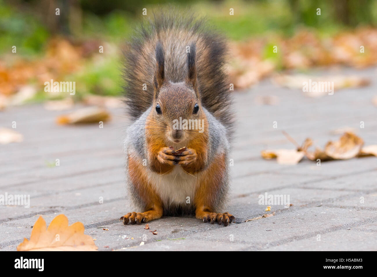 the photograph shows a squirrel on a tree Stock Photo - Alamy