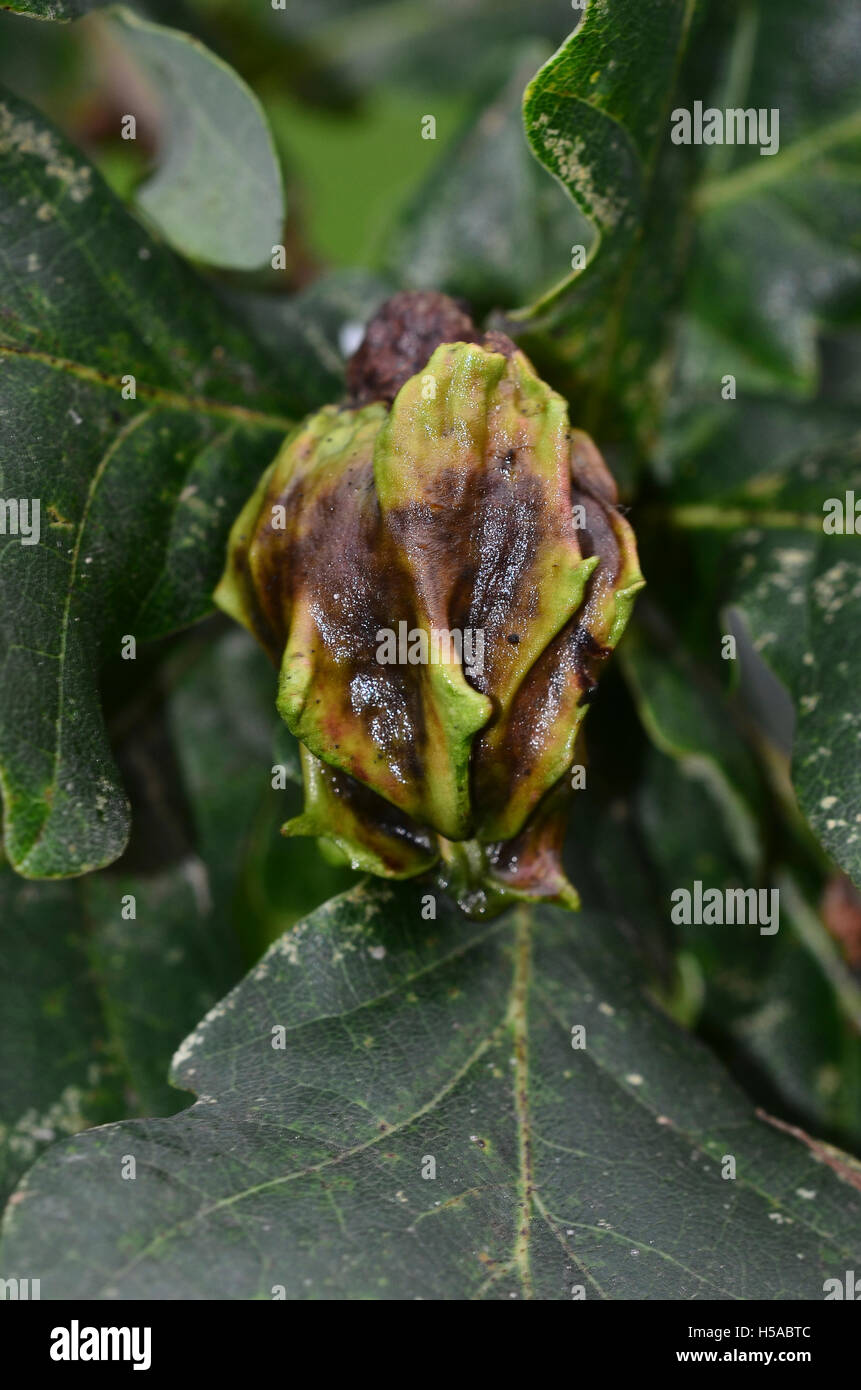 Tree gall hi-res stock photography and images - Alamy