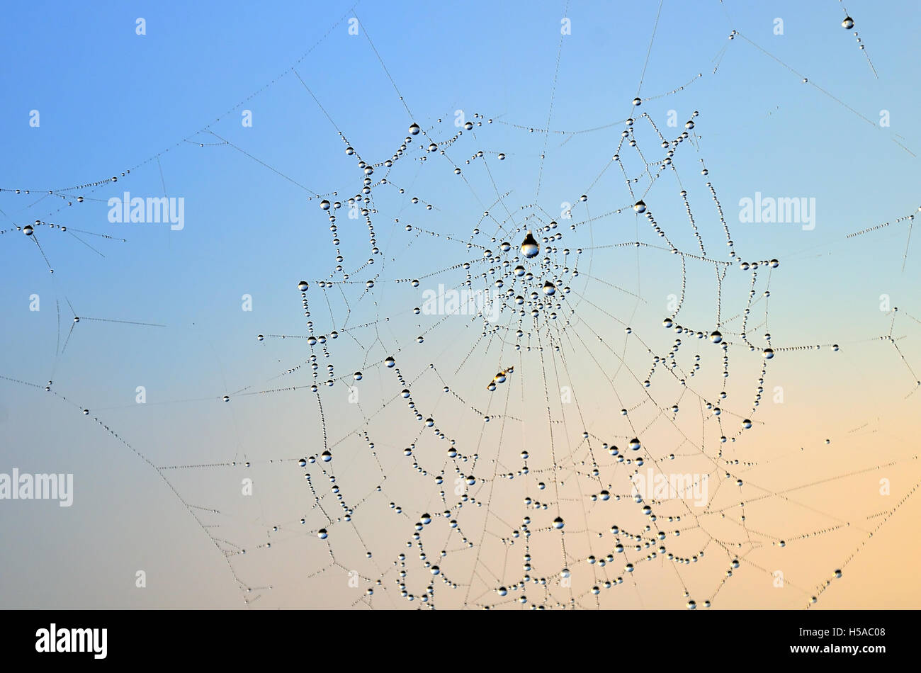 Spider web with rain drops Stock Photo - Alamy