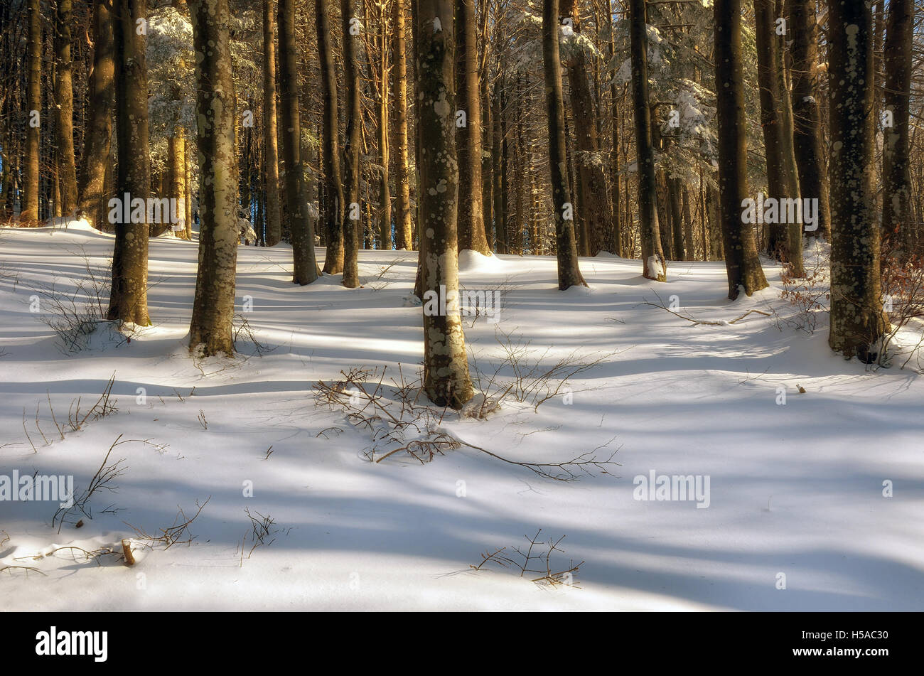 Snowy forest in winter in Tuscany,Italy Stock Photo - Alamy