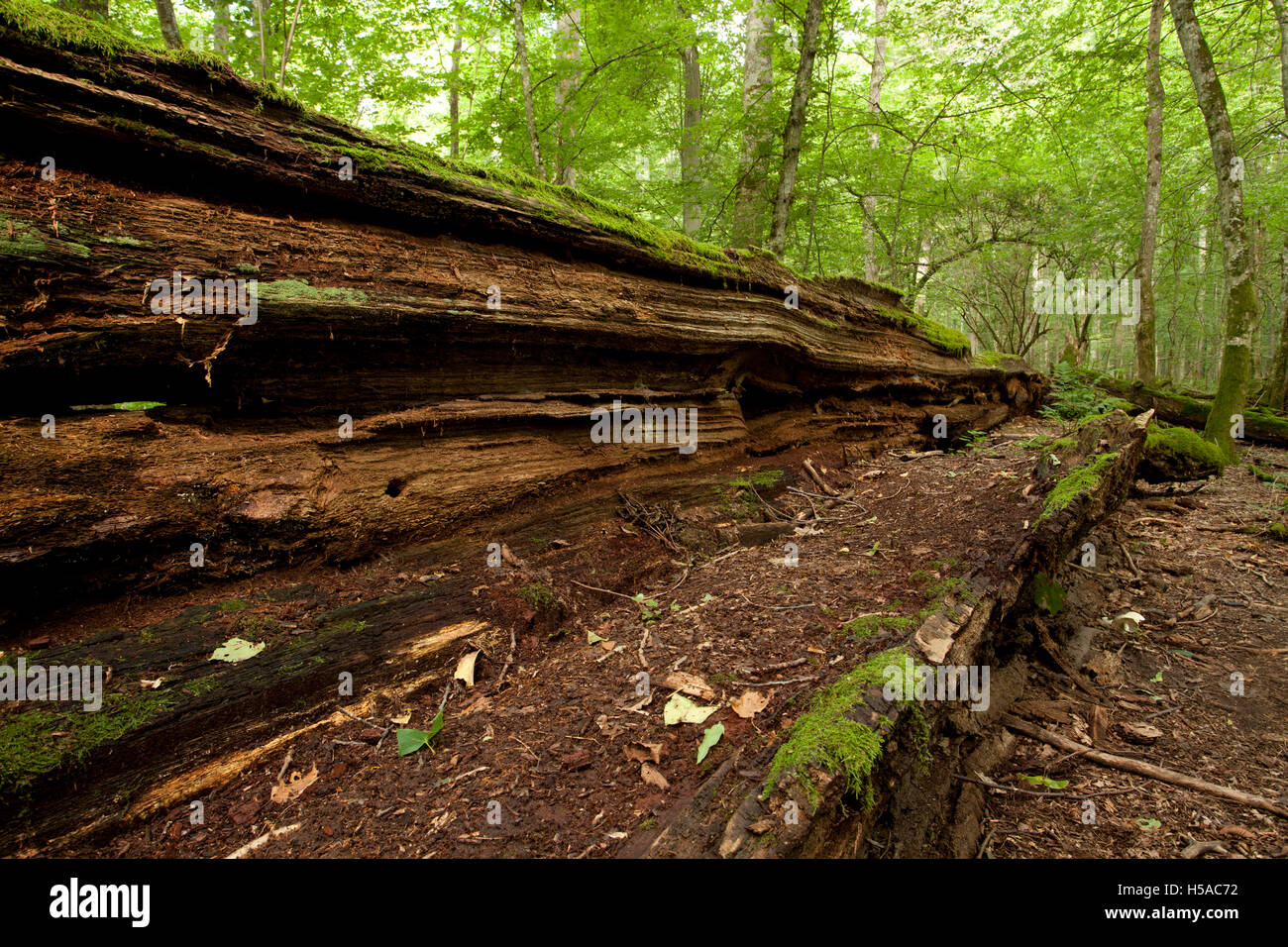 overturned rotten big old tree in natural forest, nature reserve Stock ...