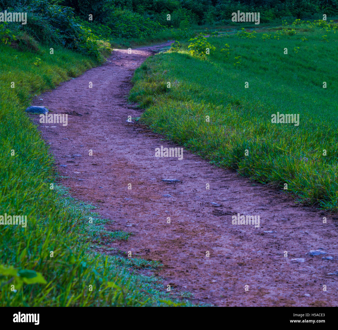 path in grass Stock Photo - Alamy