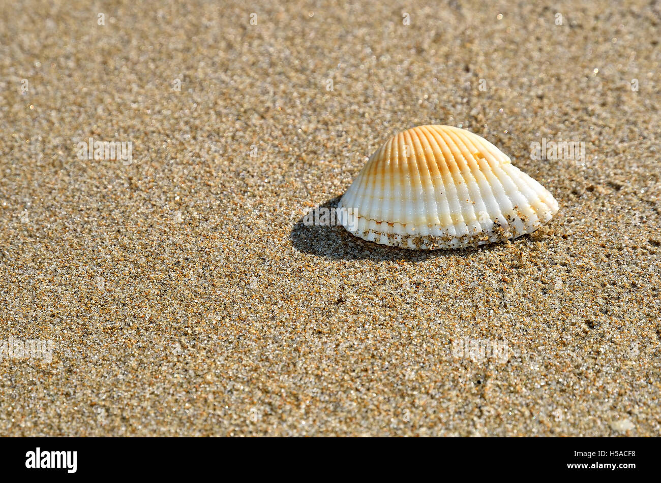 seashell over the sand of the beach in summer Stock Photo - Alamy