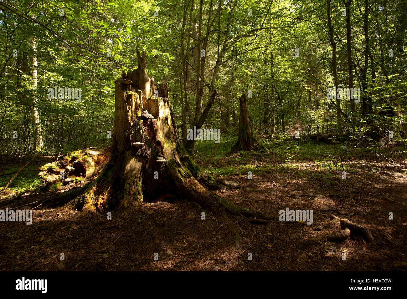 rotten stump of big old tree in natural forest Stock Photo - Alamy