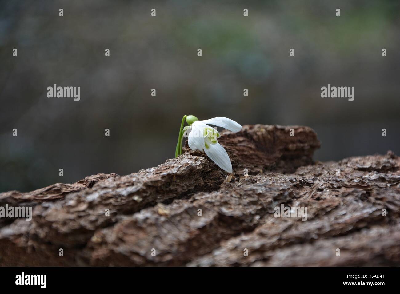 A snowdrop behind tree bark in nature Stock Photo - Alamy