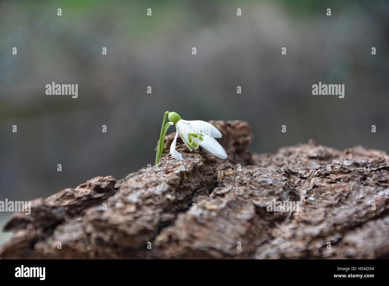 Snowdrop tree hi-res stock photography and images - Alamy