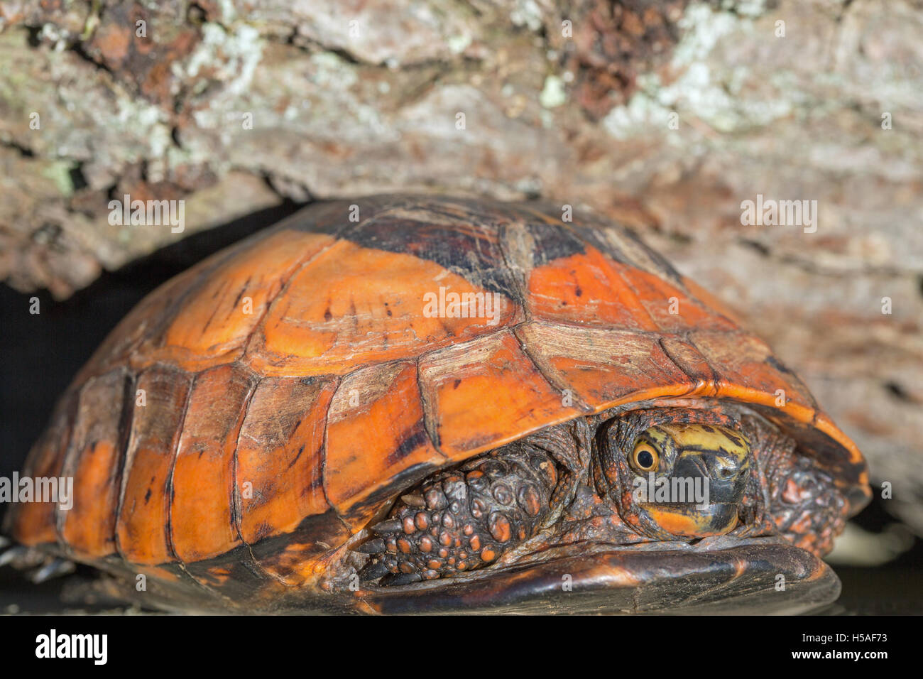 Indochinese Flowerback Box Turtle (Cuoro galbinifrons). Critically ...