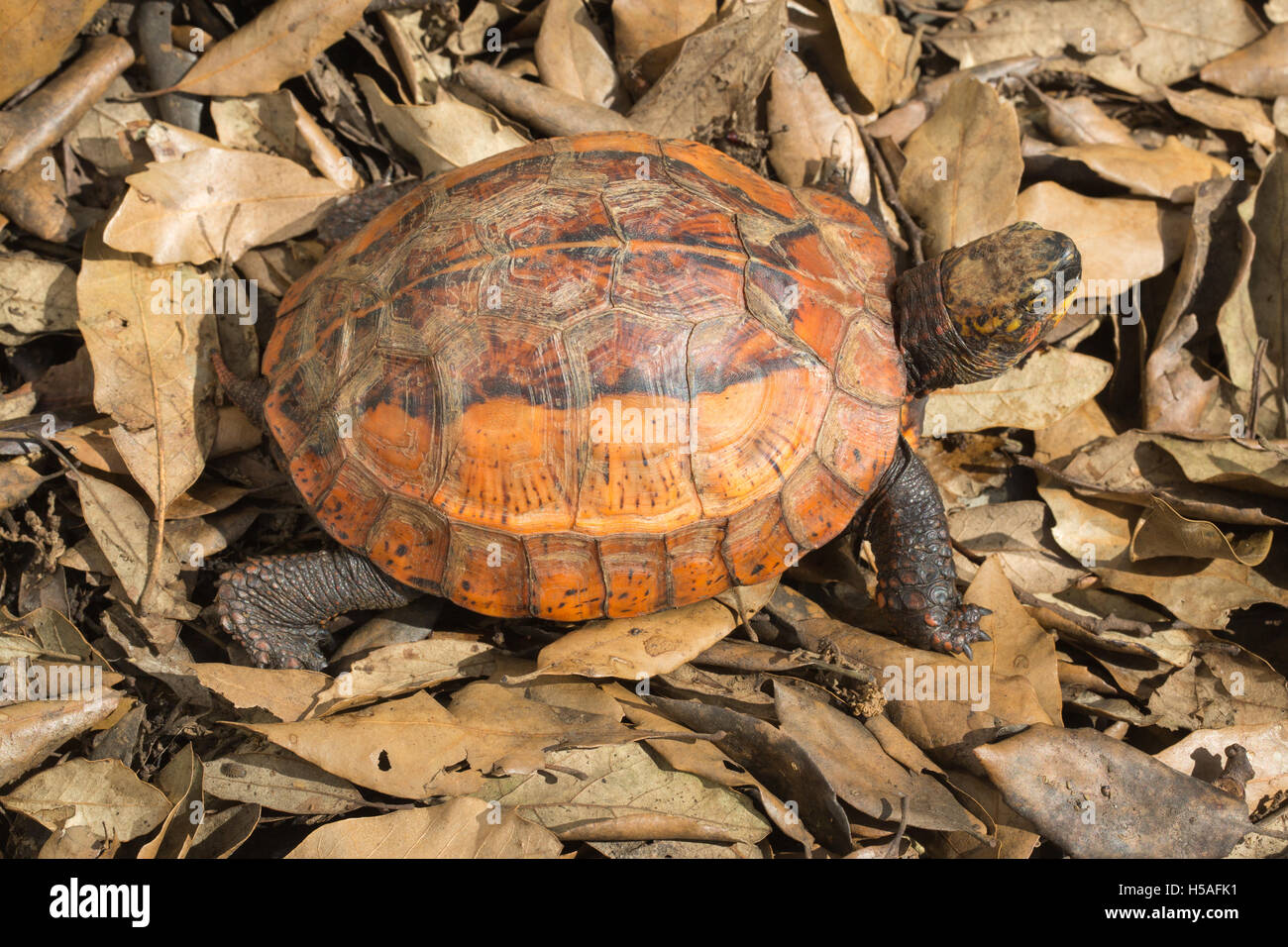 Indochinese Flowerback Box Turtle (Cuoro galbinifrons). Critically ...