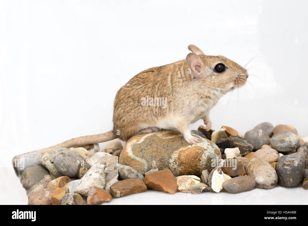 Shaws jird hi-res stock photography and images - Alamy