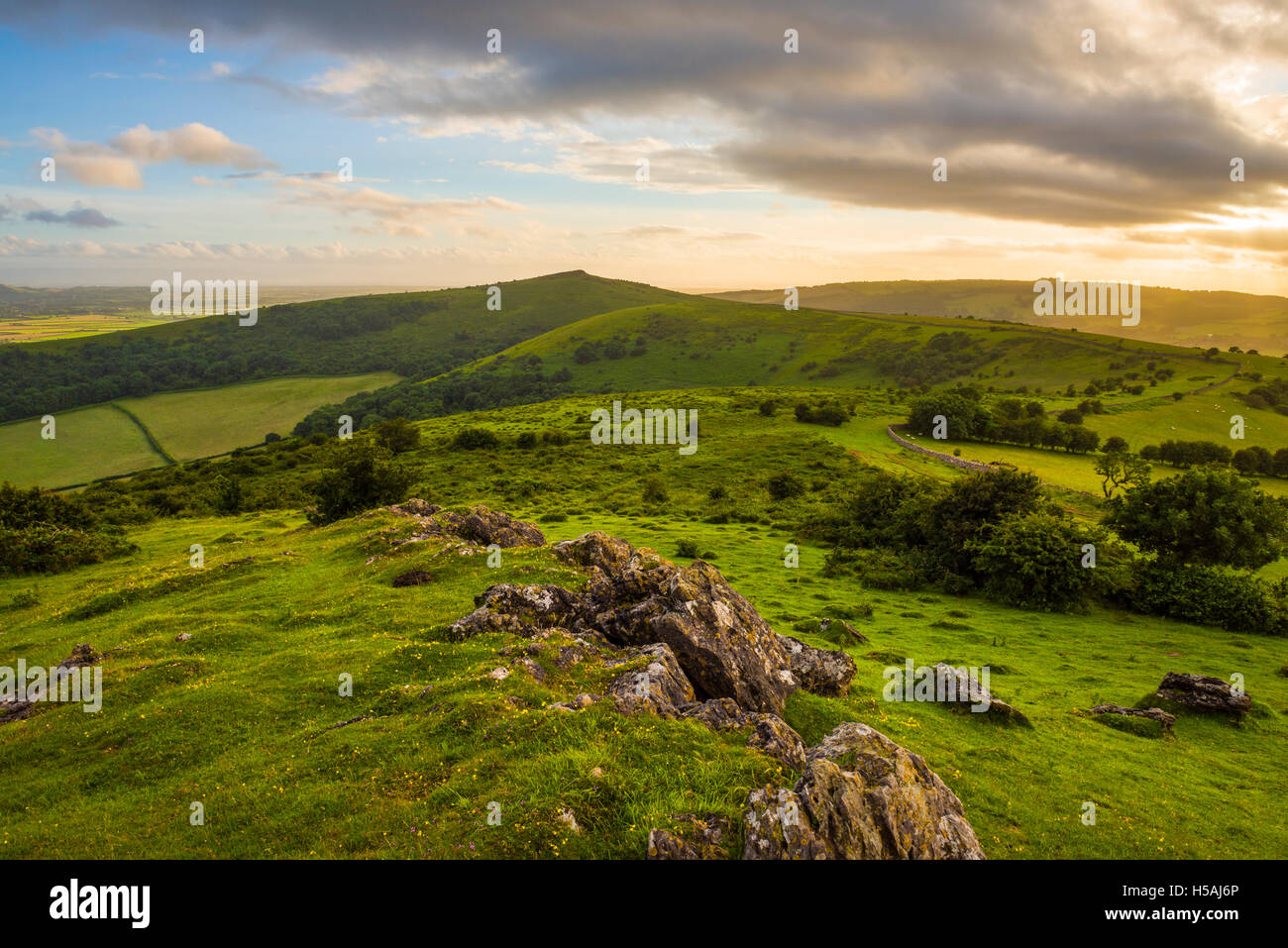 Wavering Down with Crook Peak beyond in the Mendip Hills. Somerset ...