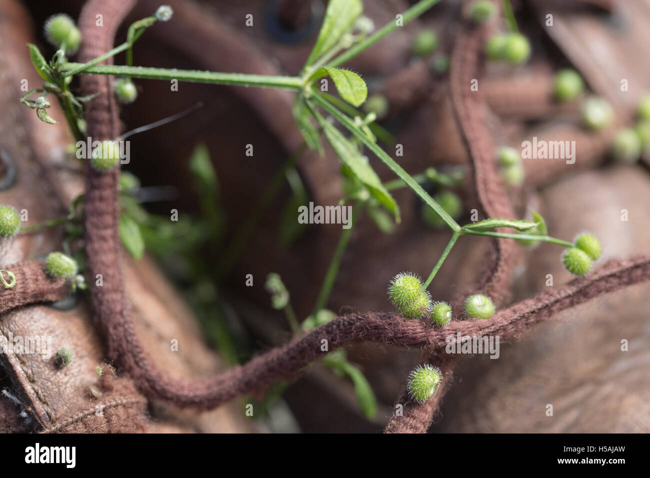 Goosegrass or Cleavers (Galium aparine). Hooked barbs on fruits ...