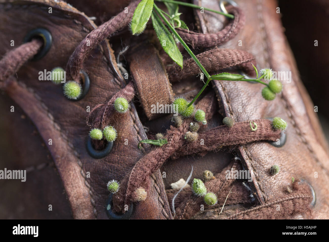 Goosegrass or Cleavers (Galium aparine). Hooked barbs on fruits ...