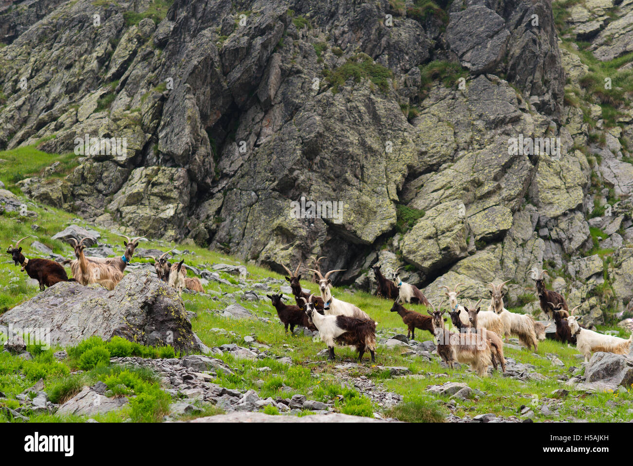 Wild goats wild mountain goats hi-res stock photography and images - Alamy