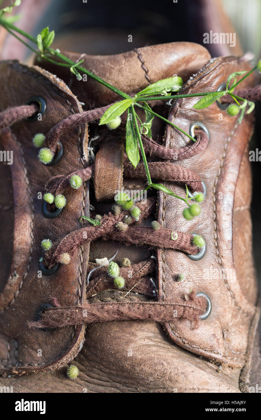 Goosegrass or Cleavers (Galium aparine). Hooked barbs on fruits ...