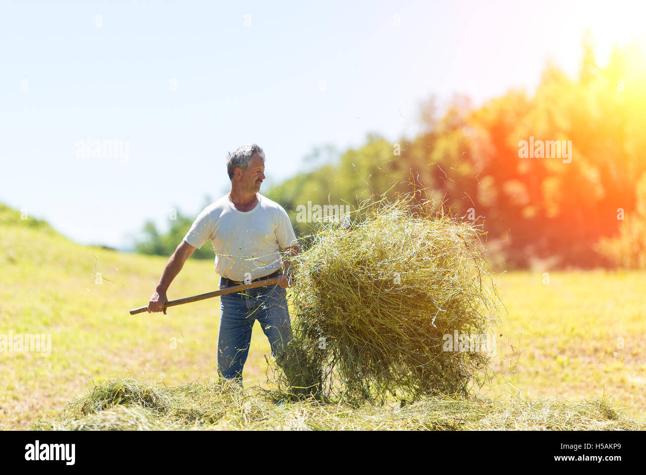 Woman farmer turns the hay with a hay fork in the italians alps Stock ...