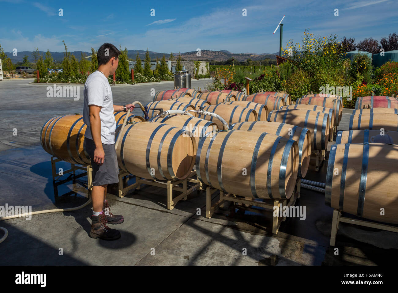 winery worker, employee filling wine barrels, Cakebread Cellars ...