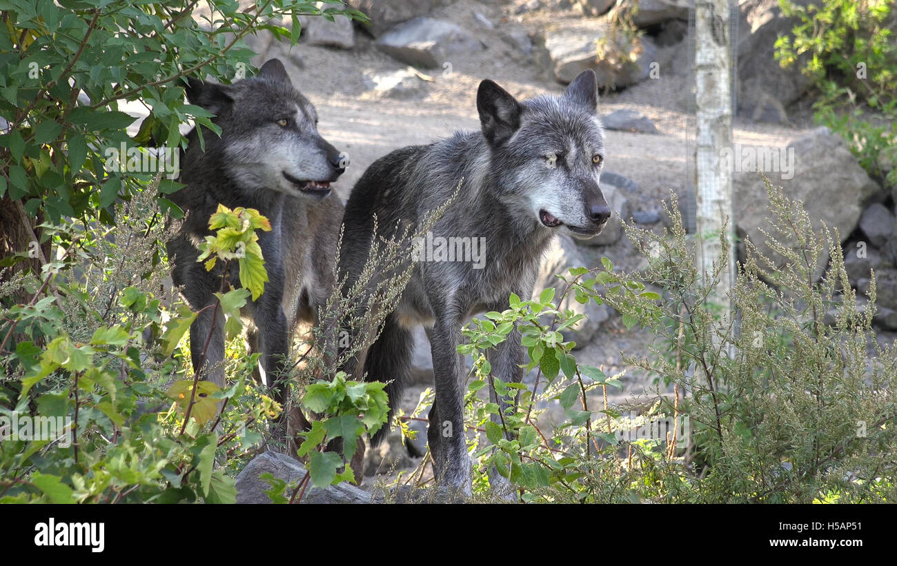 Mackenzie Valley Wolves Stock Photos & Mackenzie Valley Wolves Stock ...