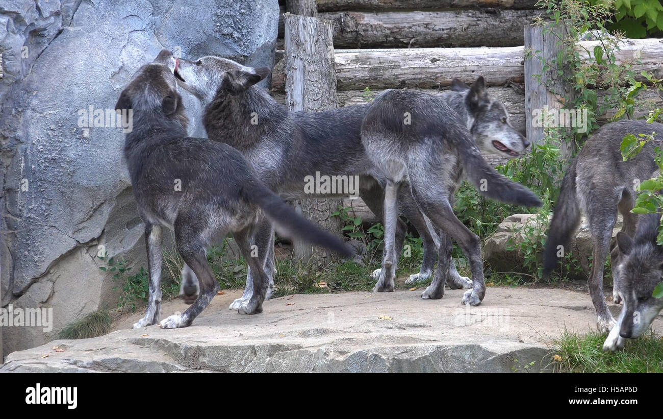 Mackenzie Wolves High Resolution Stock Photography and Images - Alamy