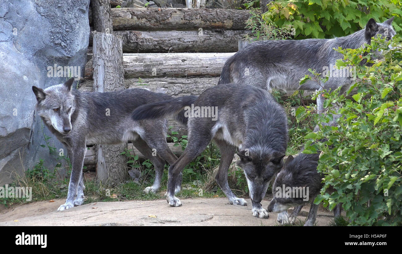 Mackenzie Wolves High Resolution Stock Photography and Images - Alamy