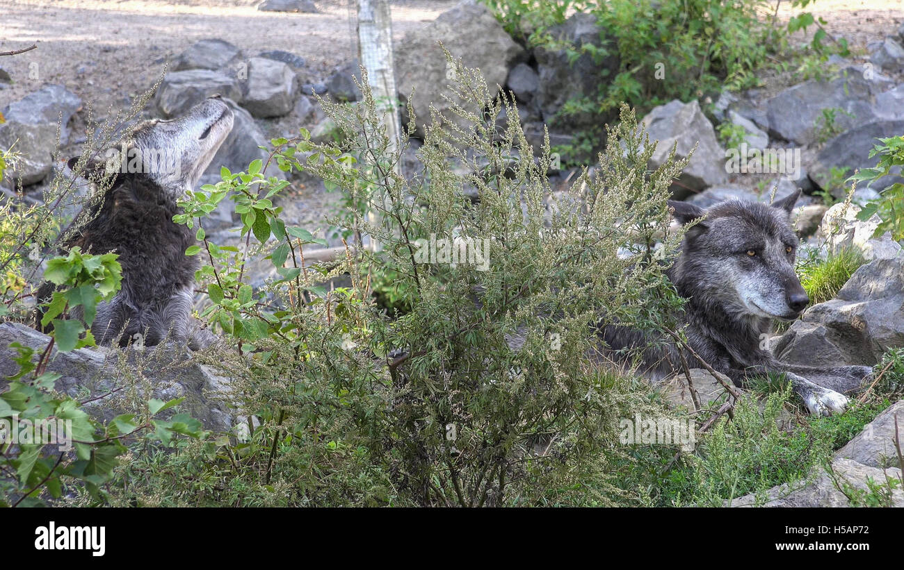 Mackenzie Valley Wolf Rocky Mountain High Resolution Stock Photography ...