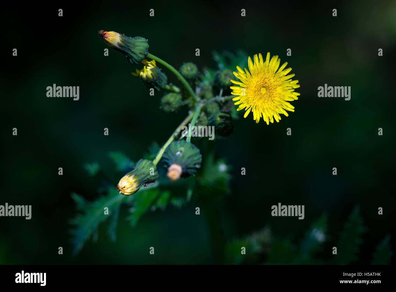 yellow flower photographed from above in spring Stock Photo - Alamy