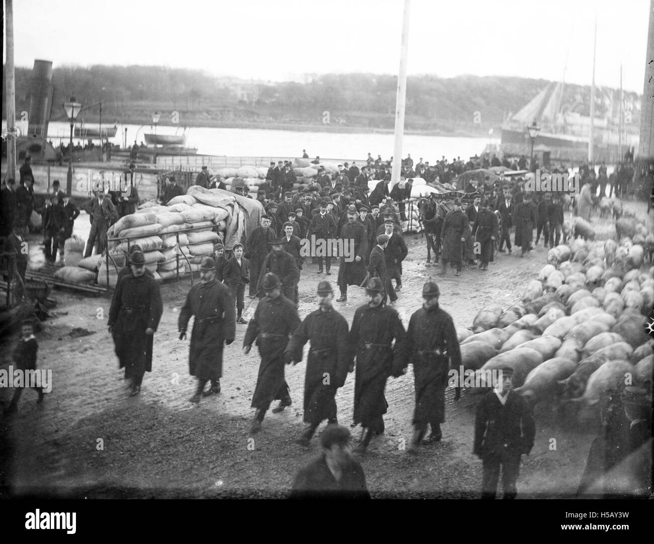 Pig Strike, Waterford Stock Photo - Alamy