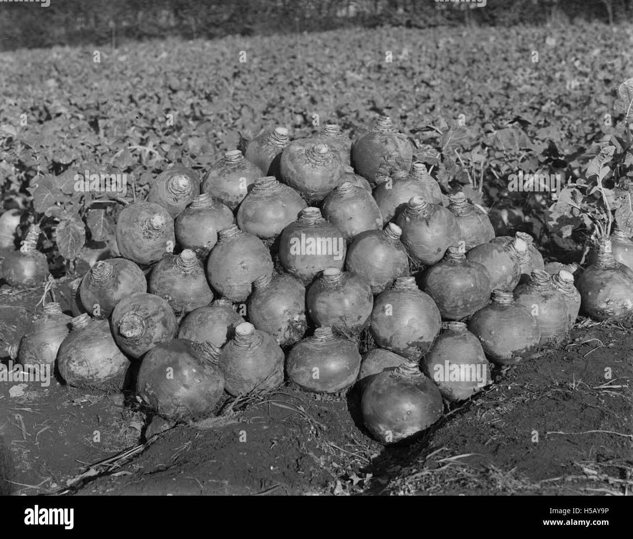 November 14 Black and White Stock Photos & Images - Alamy