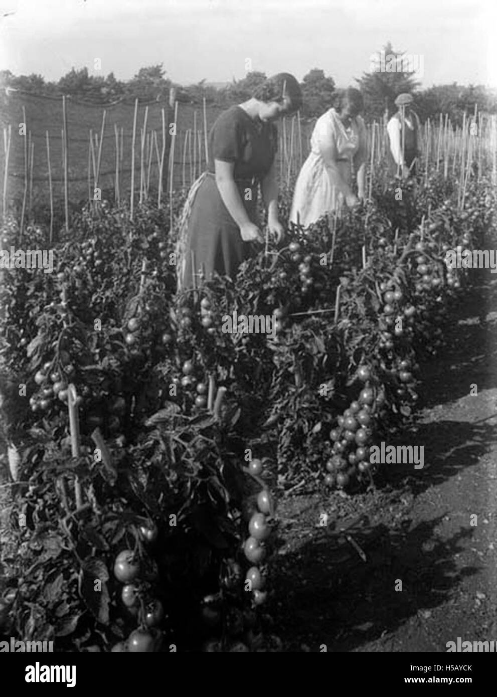 This date, September 10, 1943, may reference a specific historical ...