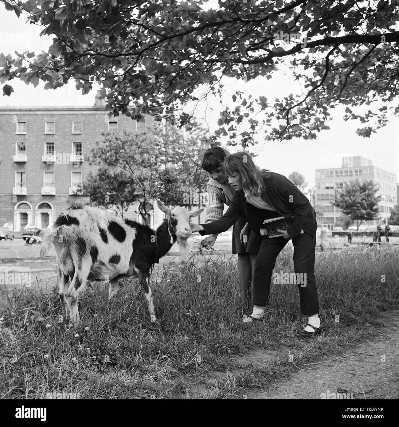 This image or reference likely refers to a goat, which may be ...