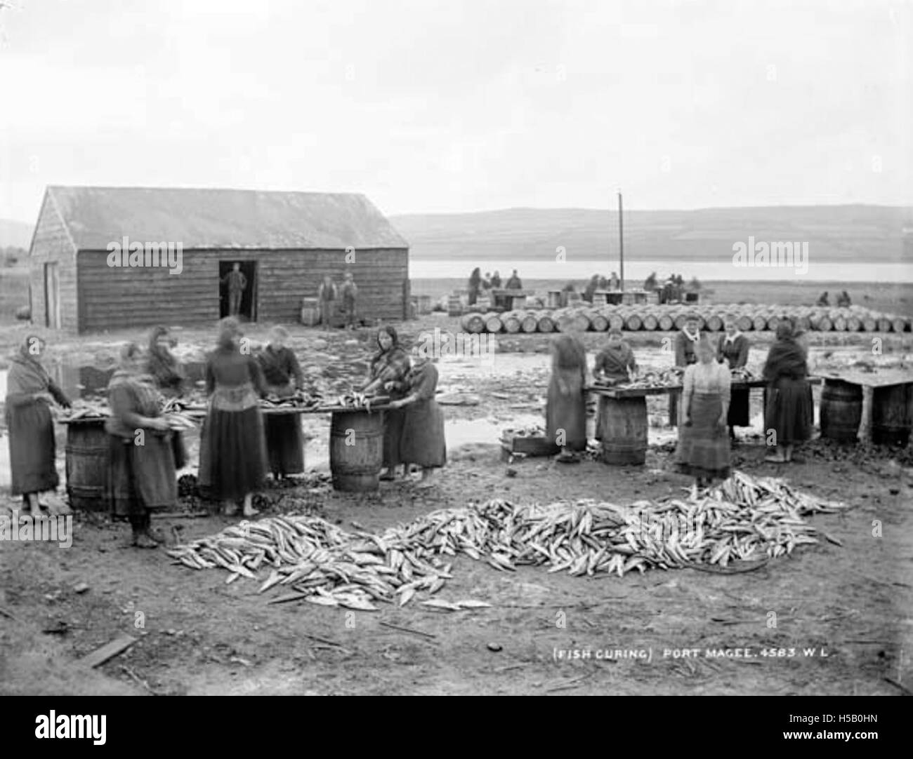 This image depicts the process of fish curing in Portmagee, County ...