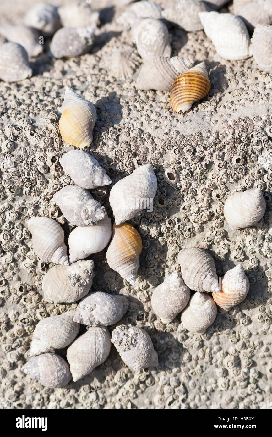 Winkles hi-res stock photography and images - Alamy