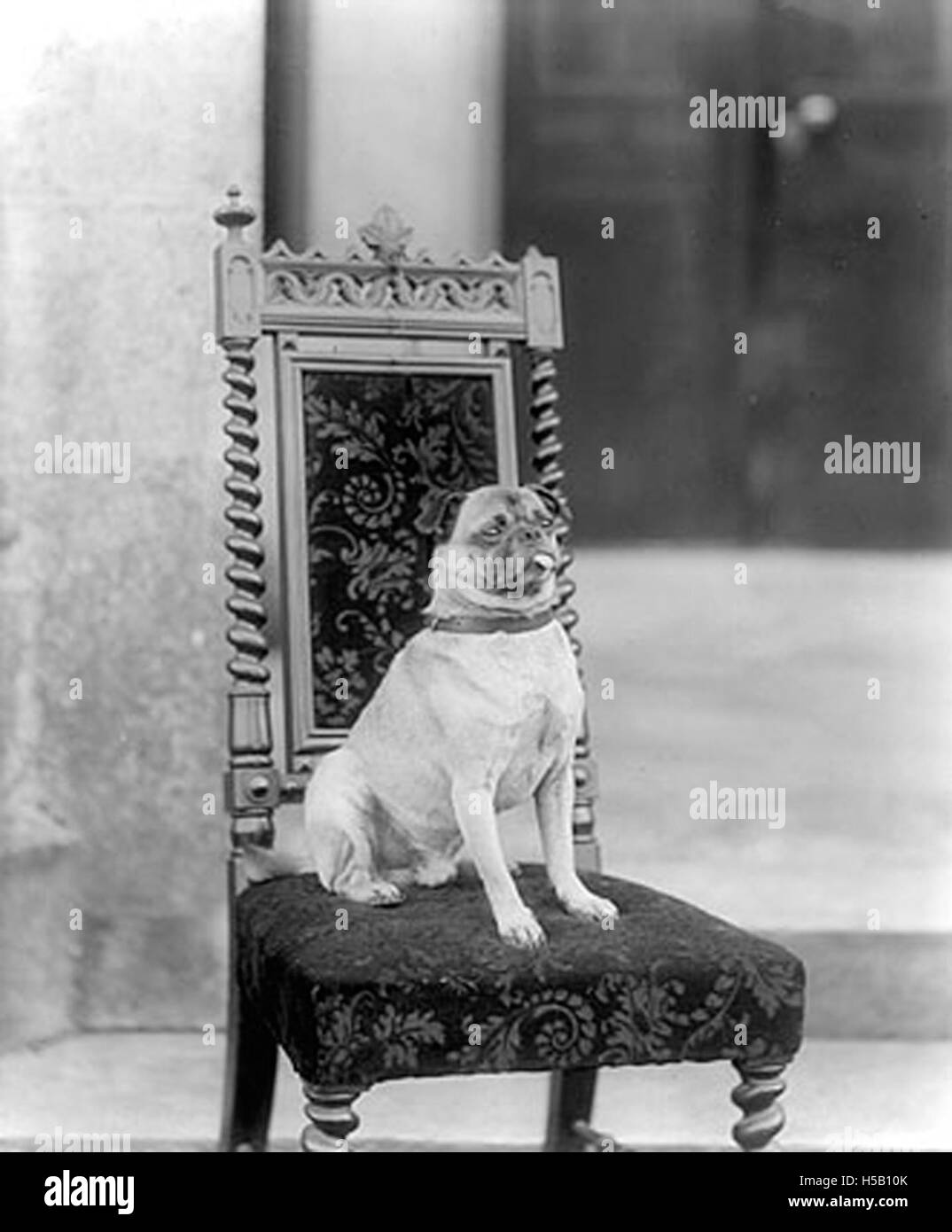 Dog person profile Black and White Stock Photos & Images - Alamy