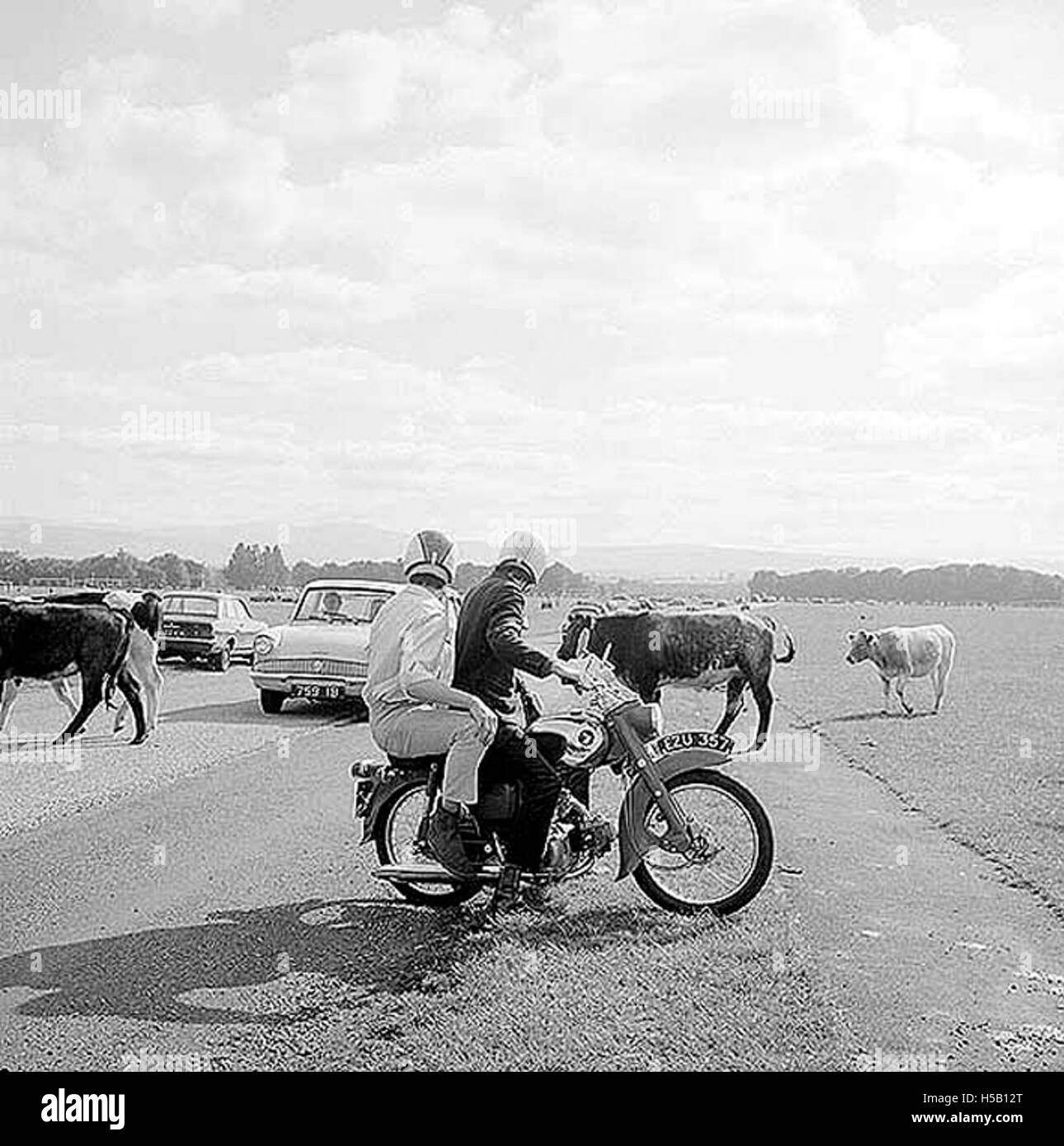 Animal pathways a Black and White Stock Photos & Images - Alamy