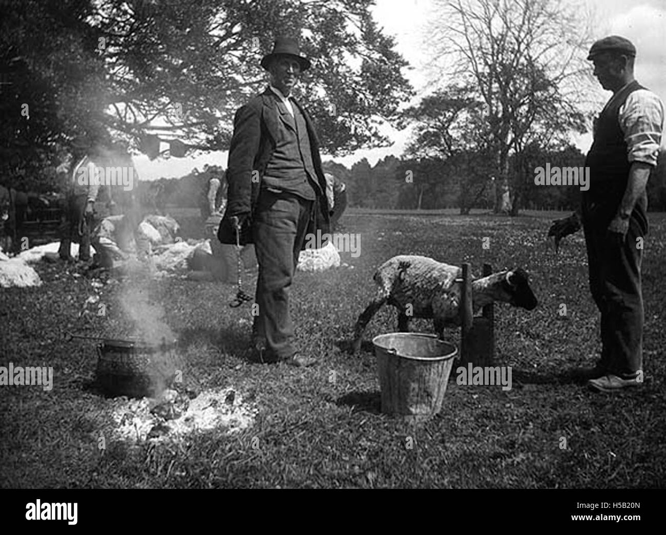 Sheep branding hi-res stock photography and images - Alamy