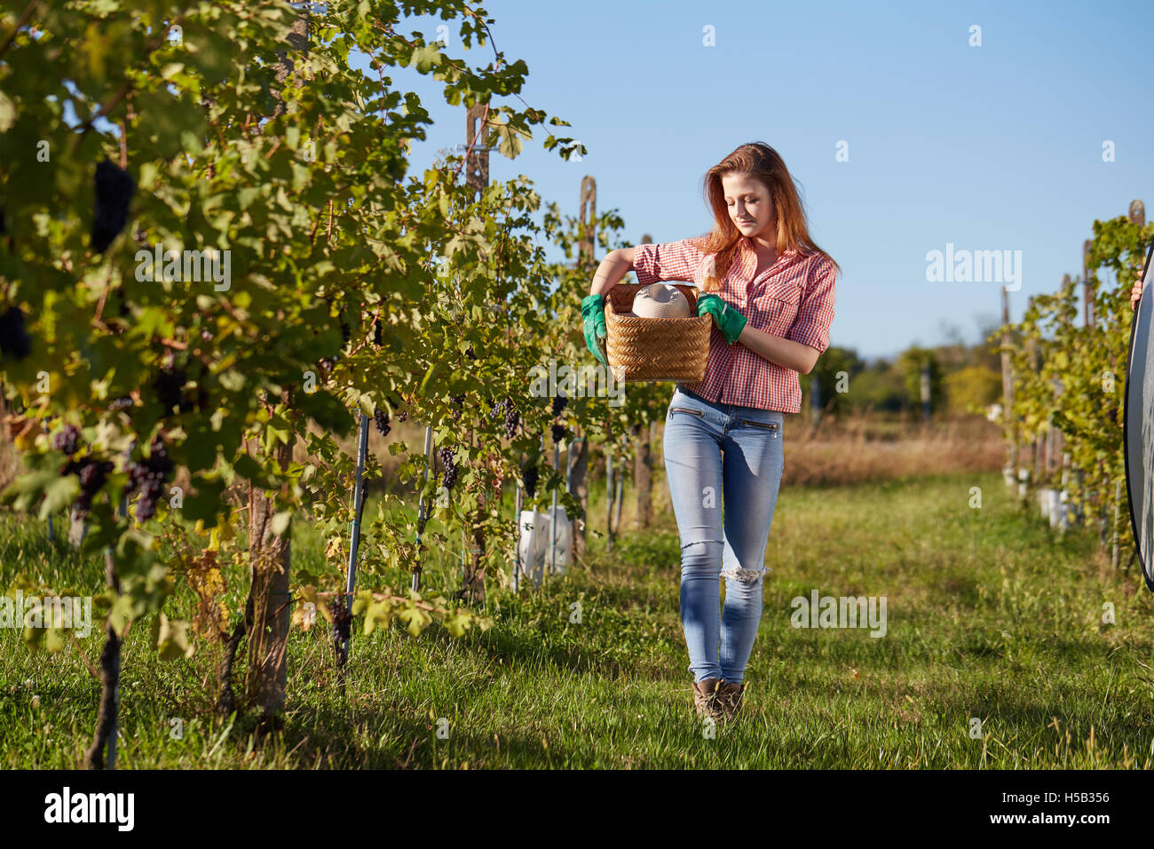 Beautiful young blond woman harvesting grapes outdoors in vineyard Stock Photo - Alamy