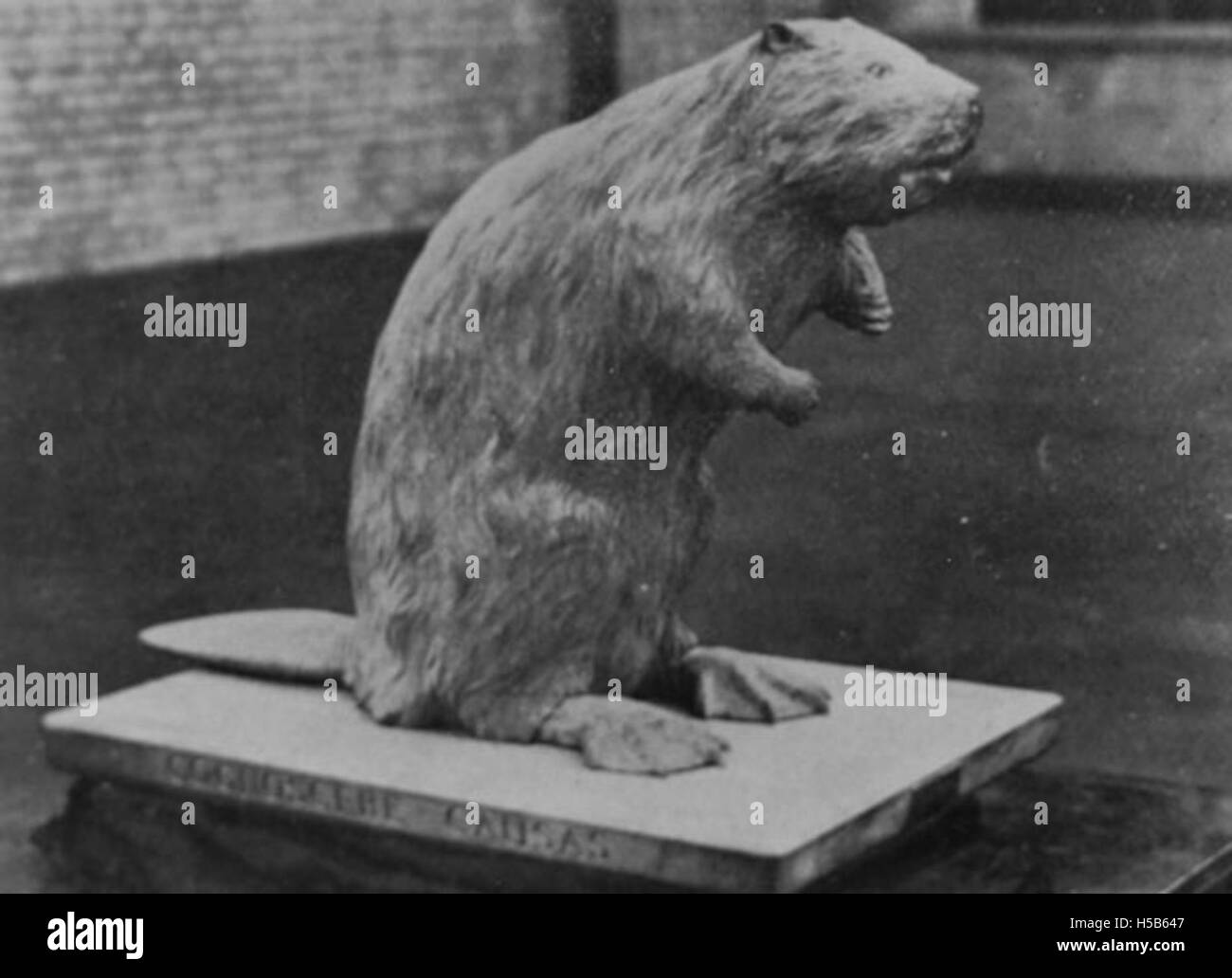In 1925, the London School of Economics (LSE) introduced a new beaver ...