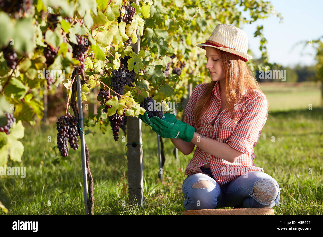 Beautiful young blond woman harvesting grapes outdoors in vineyard Stock Photo - Alamy