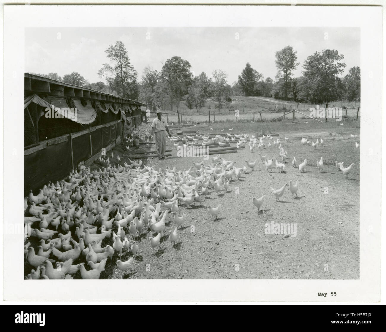 A photograph of chickens at the Franklin Co-op, likely taken in a rural ...