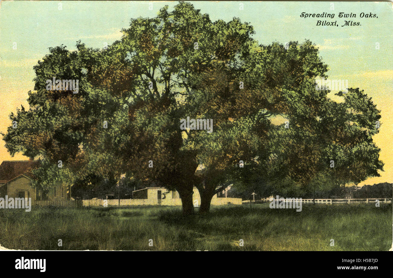 The image of spreading twin oaks in Biloxi, Mississippi, showcases the ...