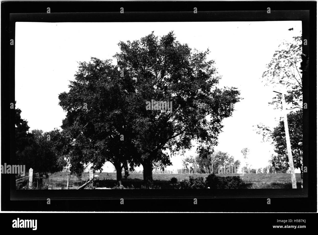 This refers to a collection or depiction of trees associated with the ...