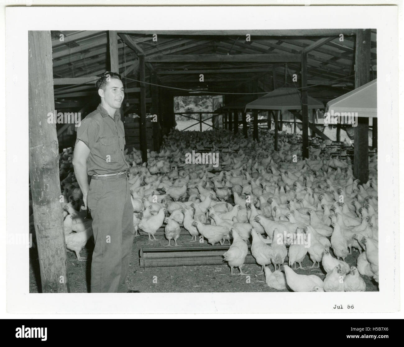 This image shows the interior of a large chicken house at the Forrest ...