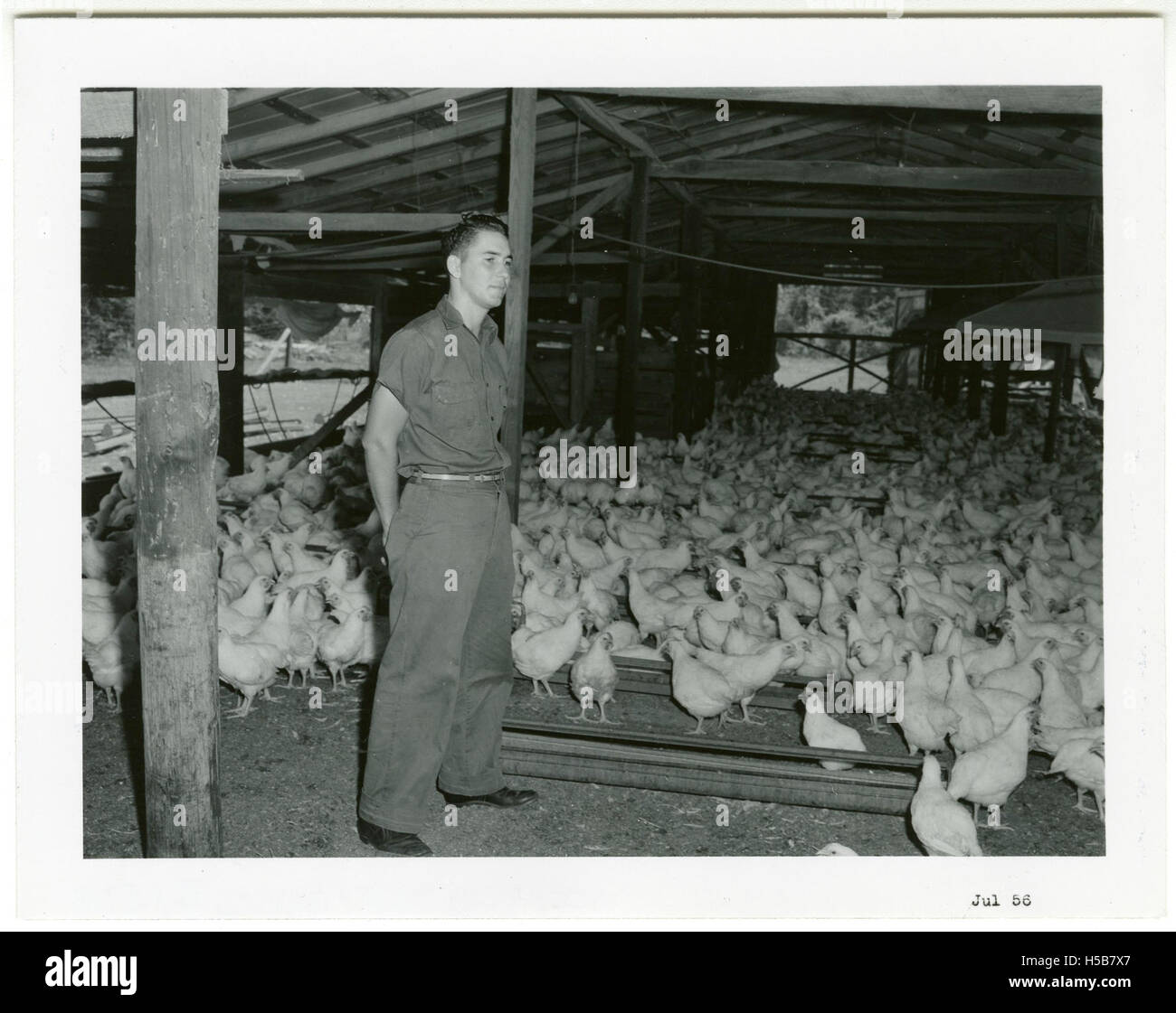 A photograph of the interior of a large chicken house at Forrest Co-op ...